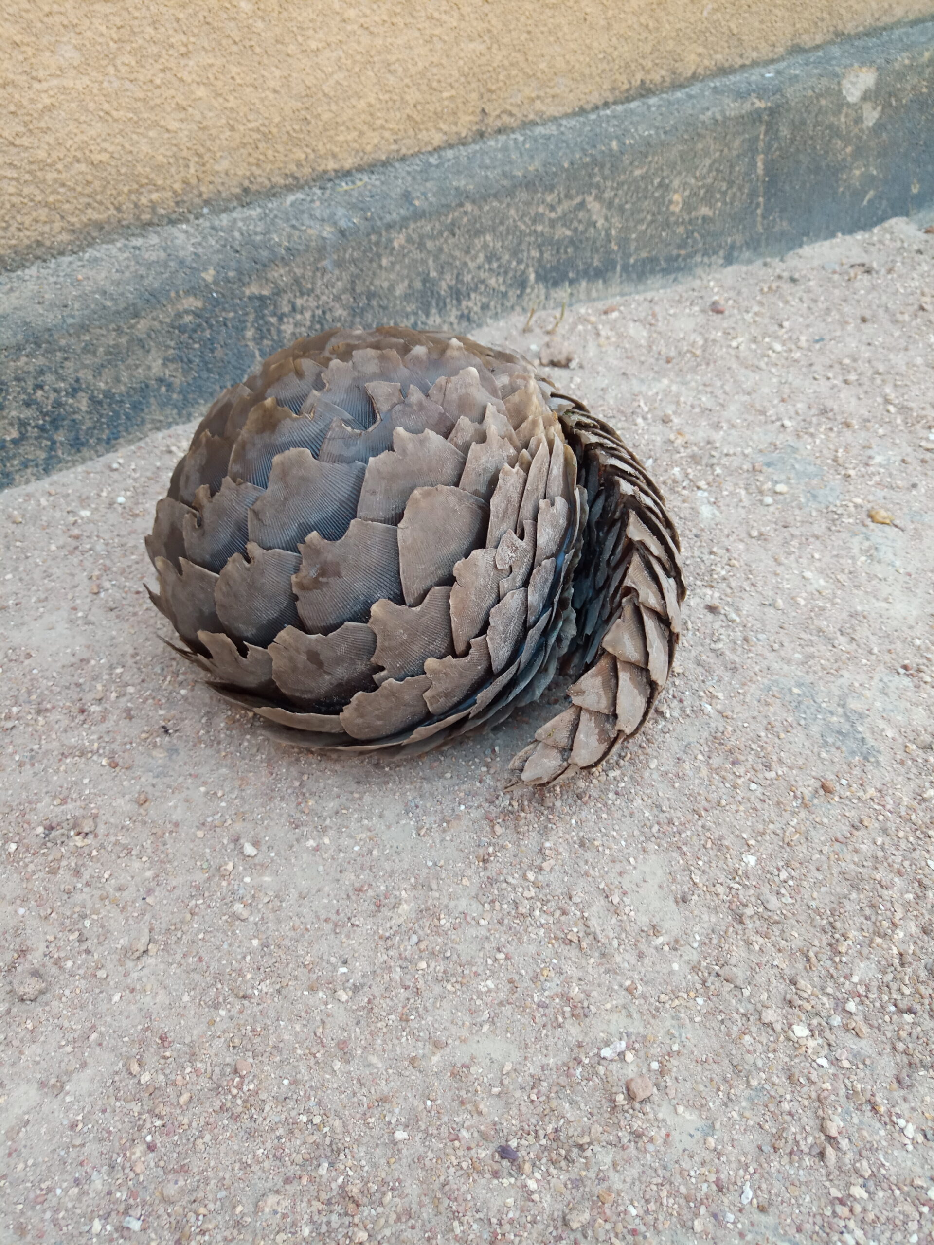 World Pangolin Day 18-February-2023 - Tanzania Research and ...
