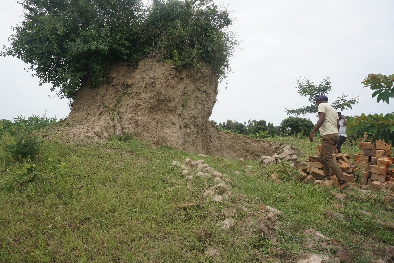 Protecting termite mounds for pangolin conservation - Tanzania Research ...