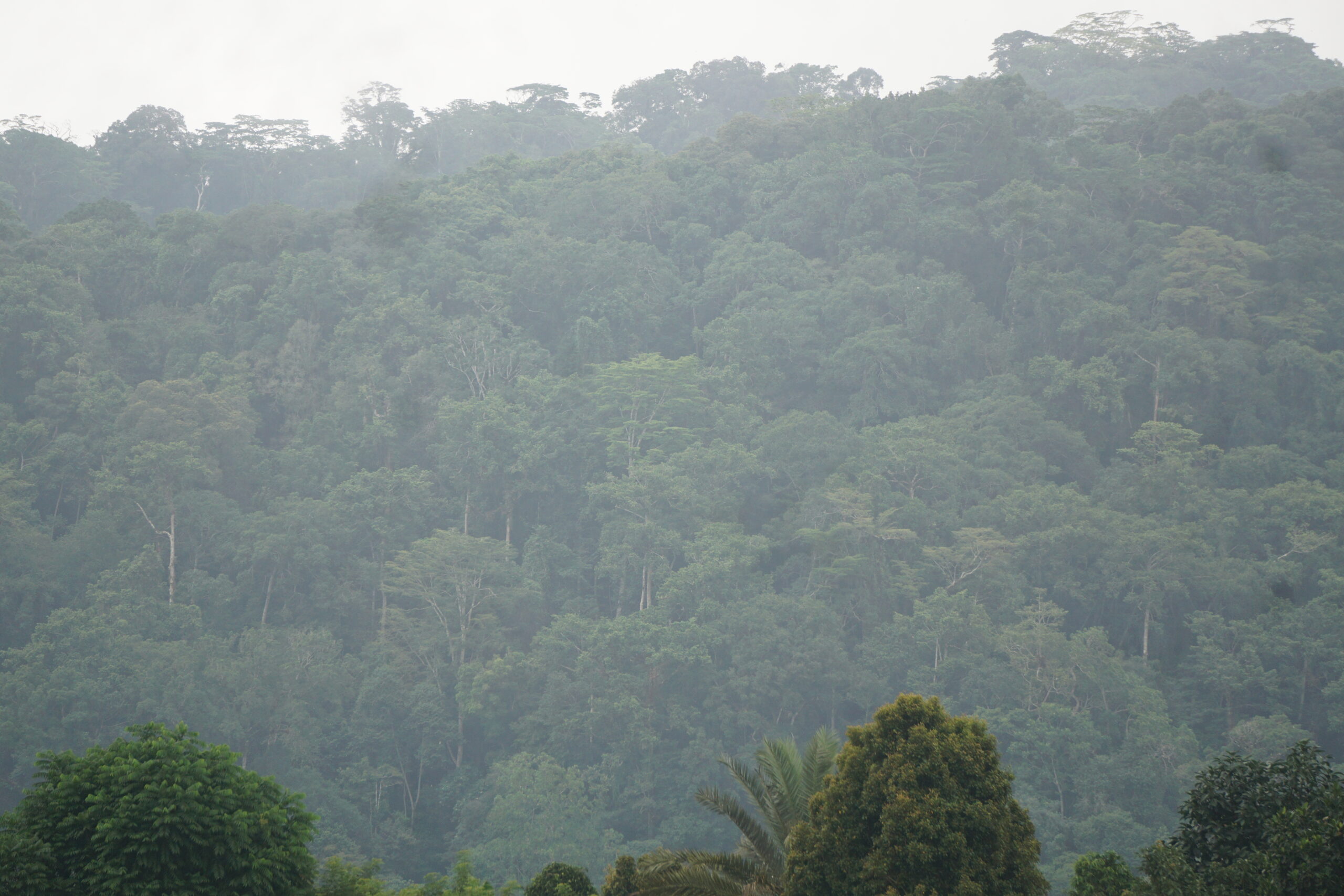 International Forest Day 2024 - Tanzania Research and Conservation ...
