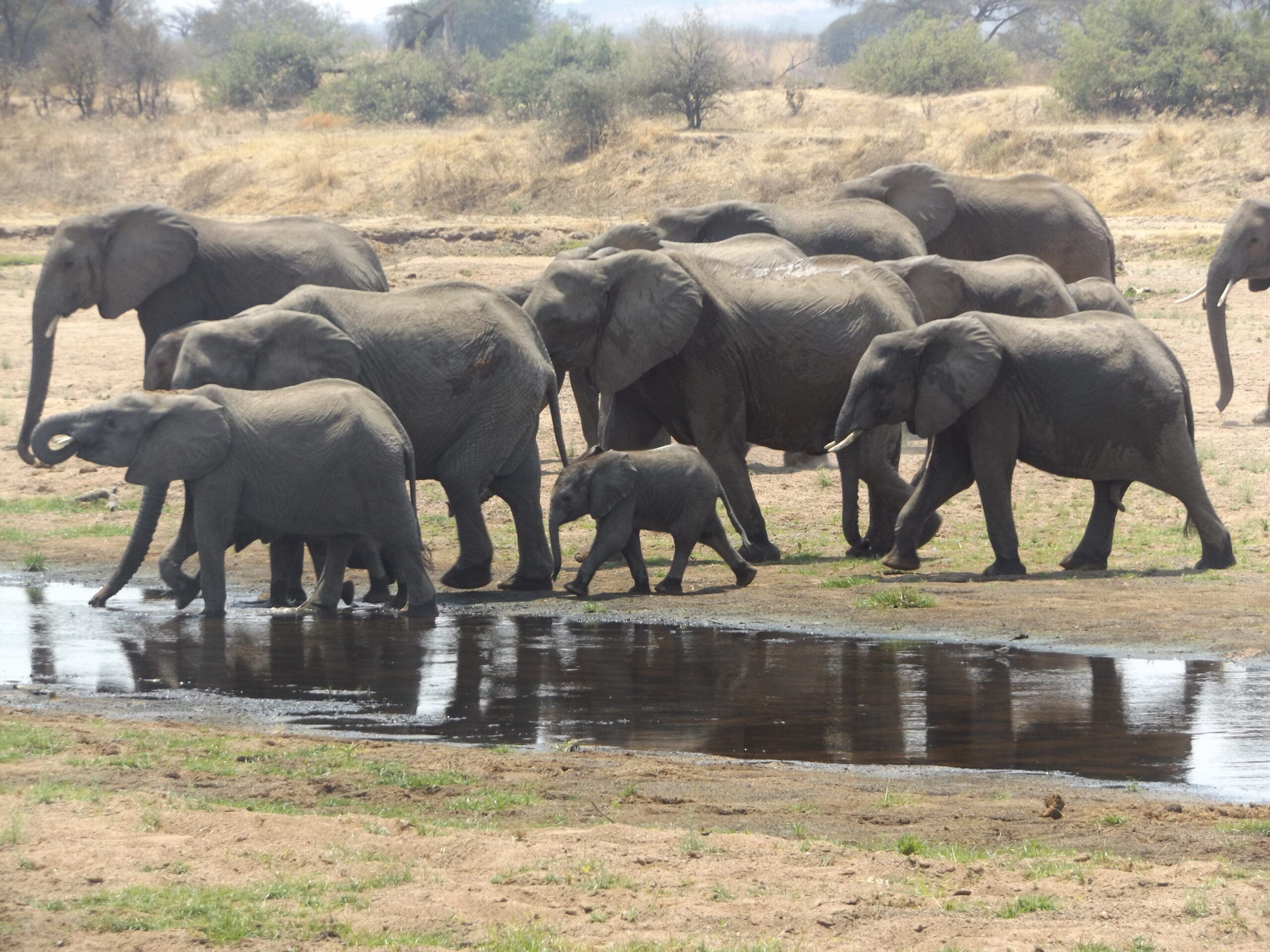 Workshop in Botswana to address human-wildlife conflicts with a focus ...