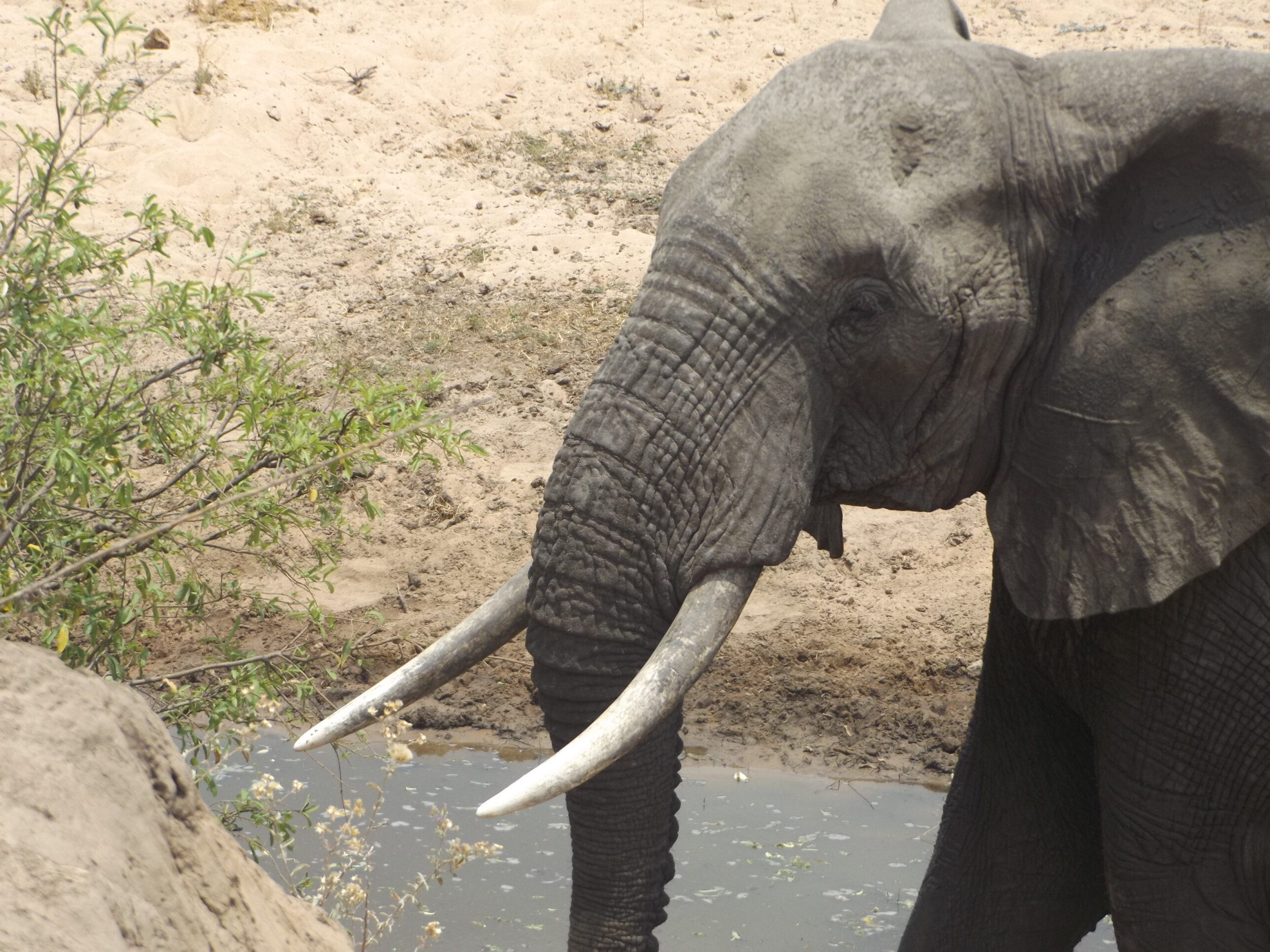 Workshop in Botswana to address human-wildlife conflicts with a focus ...