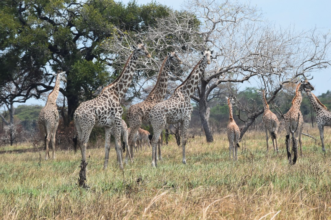 TRCO Engaged in Giraffe Research and Conservation in Tanzania ...