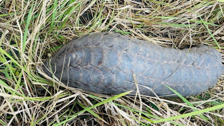 New Pangolin research reveals community insights from Tanzania ...