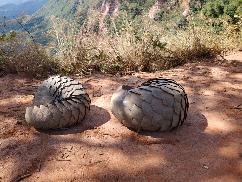 New Pangolin research reveals community insights from Tanzania ...
